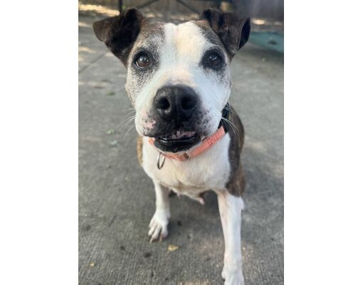 Indianapolis, IN - American Pit Bull Terrier/Mixed Breed (Medium). Meet ...