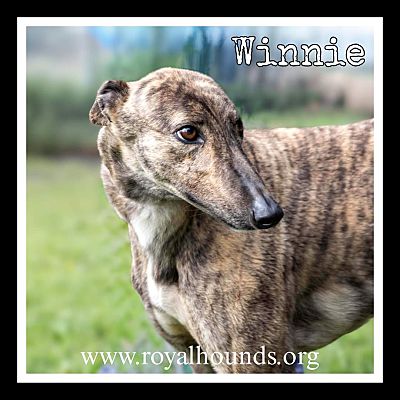 Seattle, WA - Greyhound. Meet Winnie a Pet for Adoption - AdoptaPet.com