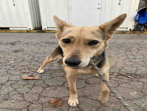 Atlanta, GA - Shiba Inu. Meet SUKI a Pet for Adoption - AdoptaPet.com