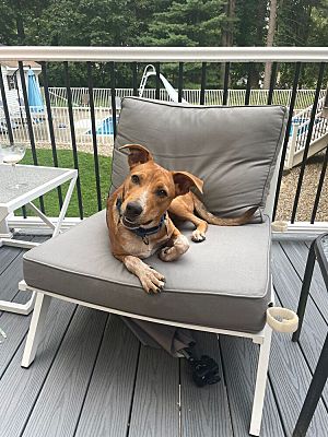 Leverett, MA - Australian Cattle Dog/Hound (Unknown Type). Meet Lloyd a ...