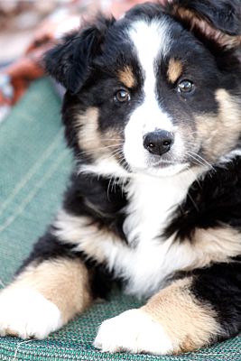 Minneapolis, MN - Australian Shepherd. Meet Quinn a Pet for Adoption ...