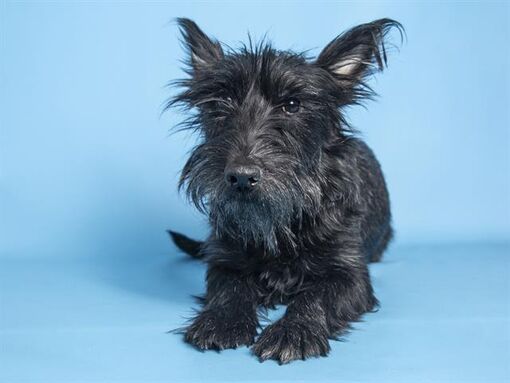 Phoenix, AZ - Scottie, Scottish Terrier/Yorkie, Yorkshire Terrier. Meet ...