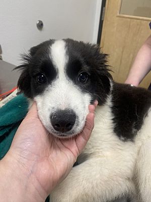 Vancouver, WA - Border Collie. Meet Alexis a Pet for Adoption ...