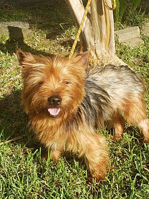 Glenview, IL - Yorkie, Yorkshire Terrier. Meet Kingsley a Pet for ...