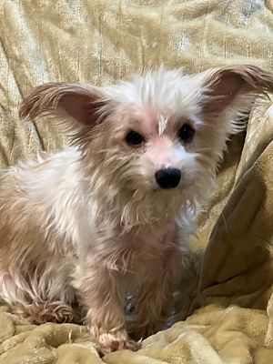 Chicago, IL - Yorkie, Yorkshire Terrier. Meet KIKI a Pet for Adoption ...