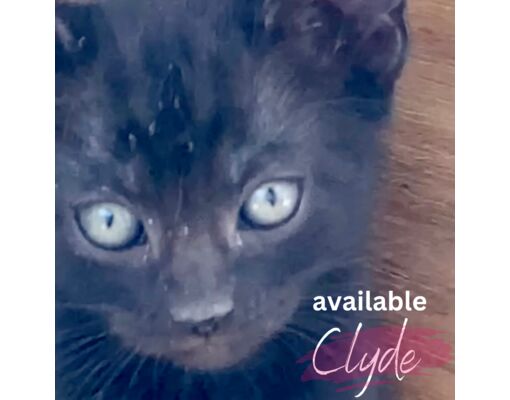 Parker, AZ - Domestic Mediumhair. Meet 2 Kittens, Ready for Adoption! a ...