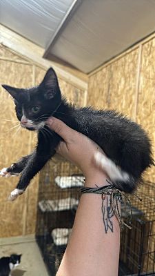 Lexington, SC - Manx. Meet Toast a Pet for Adoption - AdoptaPet.com