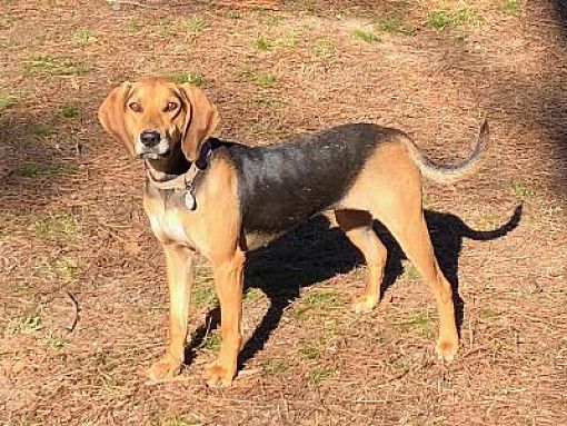 Fishkill, NY - Rhodesian Ridgeback/Treeing Walker Coonhound. Meet BURR ...