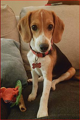 Lincoln, NE - Beagle. Meet XANDER a Pet for Adoption - AdoptaPet.com