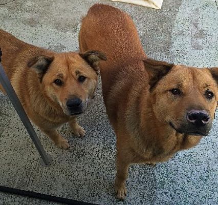 Marina del Rey, CA - Jindo/Chow Chow. Meet Candy a Pet for Adoption ...