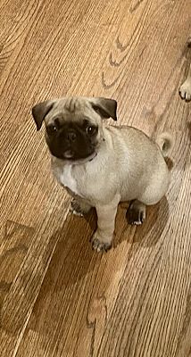 Raleigh, NC - Pug/Retriever (Unknown Type). Meet Pepper Jack a Pet for ...