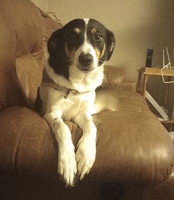 Lincoln, NE - Border Collie/Australian Shepherd. Meet Indy a Pet for ...