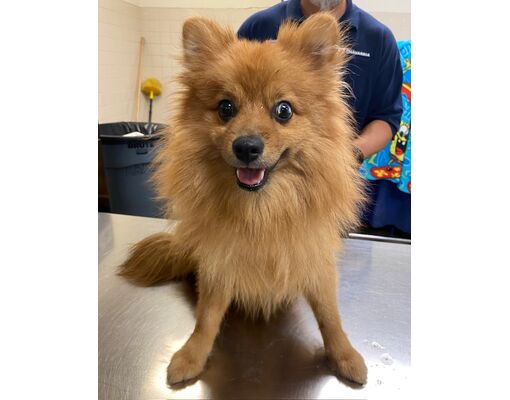 Phoenix, AZ - Pomeranian. Meet GIZMO a Pet for Adoption - AdoptaPet.com