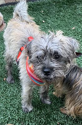 Oakland, CA - Brussels Griffon/Yorkie, Yorkshire Terrier. Meet BILLIE a ...