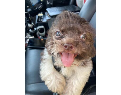 Dallas, TX - Maltese. Meet EWOK a Pet for Adoption - AdoptaPet.com