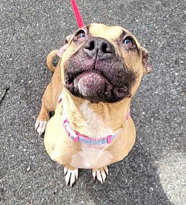 Spokane Valley, WA - Mixed Breed (Medium). Meet Hazel a Pet for ...