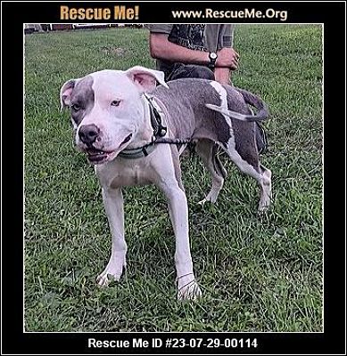 Benton, PA - American Staffordshire Terrier/Mixed Breed (Medium). Meet ...