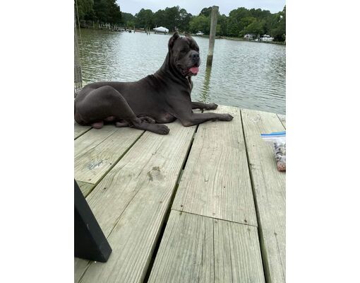 Catonsville, MD - Cane Corso. Meet Batman a Pet for Adoption ...