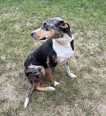 Bourbonnais, IL - Catahoula Leopard Dog/Border Collie. Meet Dutton a ...