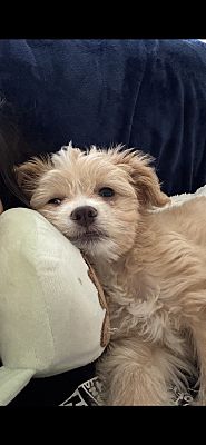Beverly Hills, CA - Yorkie Poo. Meet Sunny CP a Pet for Adoption ...