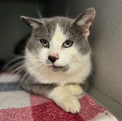 Sheboygan, WI - Domestic Shorthair. Meet Ducky a Pet for Adoption ...