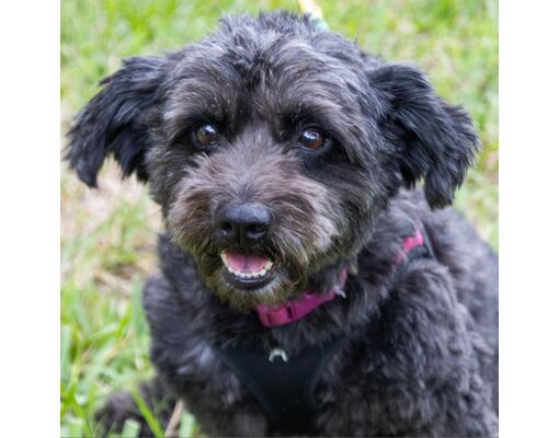 TITUSVILLE, FL - Schnoodle. Meet Maya a Pet for Adoption - AdoptaPet.com