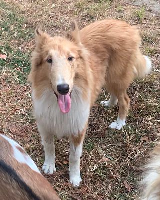 Stafford, TX - Collie. Meet Phillipe a Pet for Adoption - AdoptaPet.com