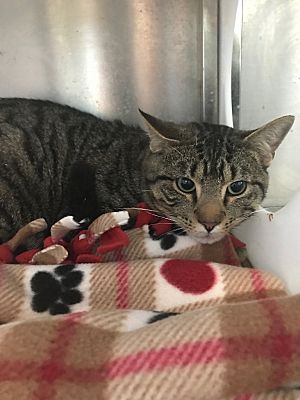 Rome, GA - Domestic Shorthair. Meet ROONEY a Pet for Adoption ...