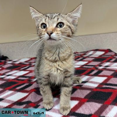 Lexington, KY - Domestic Shorthair. Meet Bango a Pet for Adoption ...