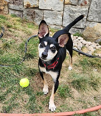 Denver, CO - Australian Kelpie/Miniature Pinscher. Meet Radar a Pet for ...