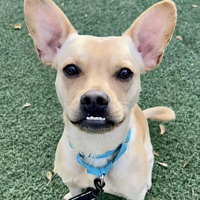 Whitehall, PA - French Bulldog/Miniature Pinscher. Meet Mickey a Pet ...