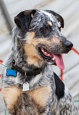 Lafayette, CA - Blue Heeler. Meet Maverick a Pet for Adoption ...