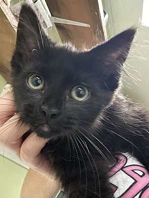 Middletown, CT - Maine Coon. Meet Renee a Pet for Adoption - AdoptaPet.com