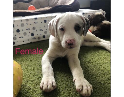 kittanning, PA - Rottweiler. Meet Rotti mix Litter_3 a Pet for Adoption ...