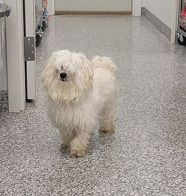 Middletown, NY - Maltese. Meet Luca a Pet for Adoption - AdoptaPet.com