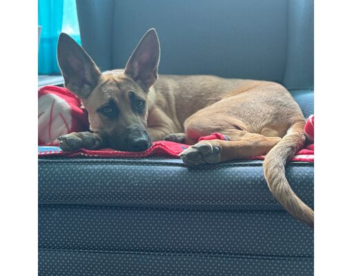 Watertown, NY - German Shepherd Dog/Belgian Malinois. Meet Nala a Pet ...