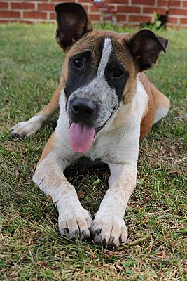 Southbury, CT - Blue Heeler/Boxer. Meet BH Bosley~adopted! a Pet for ...