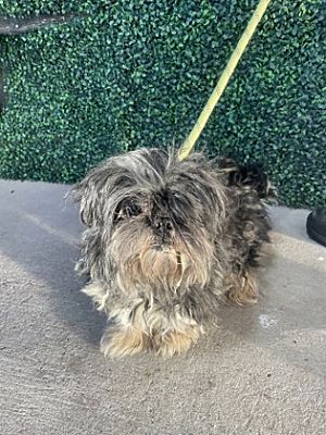 El Paso, TX - Shih Tzu. Meet 56025873 a Pet for Adoption - AdoptaPet.com