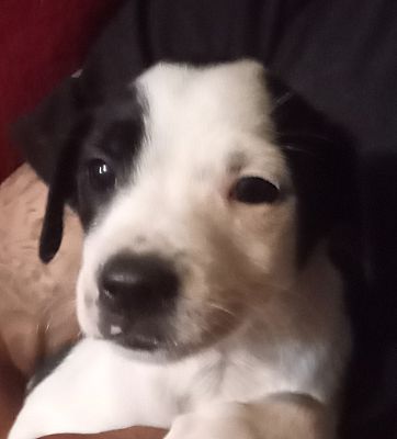 San Diego, CA - Jack Russell Terrier/English Pointer. Meet DOT. a Pet ...