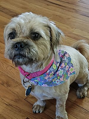 Independence, MO - Shih Tzu/Cairn Terrier. Meet Sonya a Pet for ...