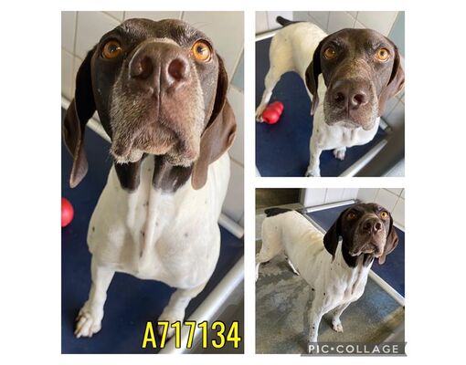 San Antonio, TX - German Shorthaired Pointer. Meet PENELOPE a Pet for ...