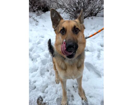 Sheridan, IL - German Shepherd Dog. Meet Optimus a Pet for Adoption ...
