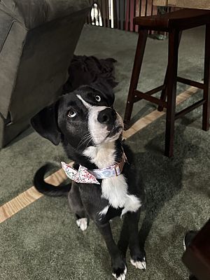 Knoxville, TN - Mountain Cur/Husky. Meet Molly a Pet for Adoption ...