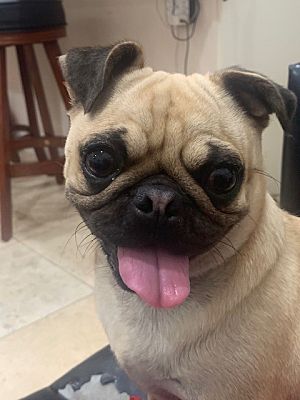 Costa Mesa, CA - Pug. Meet Sunny a Pet for Adoption - AdoptaPet.com