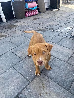 Collingswood, NJ - Labrador Retriever. Meet Sebastian a Pet for ...