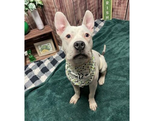 Detroit, MI - American Staffordshire Terrier. Meet MANNIX a Pet for ...