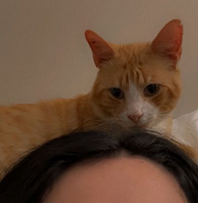 Atlanta, GA - Tabby. Meet Gus a Pet for Adoption - AdoptaPet.com