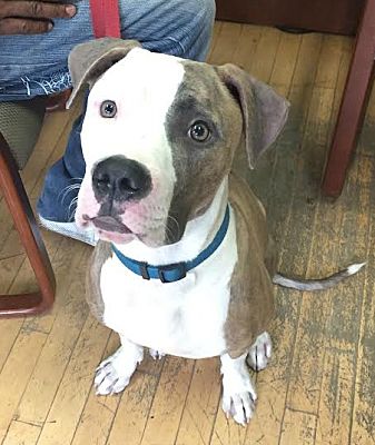 Oak Pak, IL - Cane Corso/American Bulldog. Meet Austin a Pet for ...