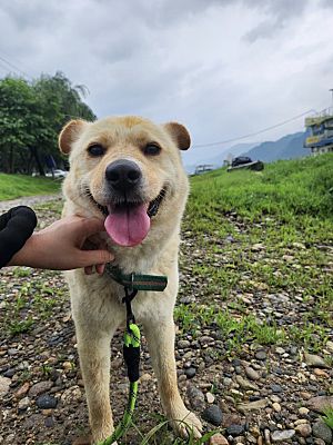 Los Angeles, CA - Jindo/Labrador Retriever. Meet Bora a Pet for ...