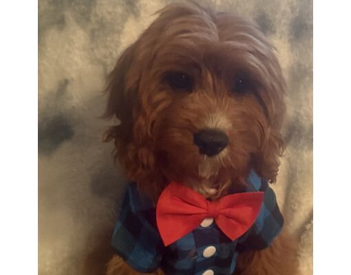 Normal, IL - Cavalier King Charles Spaniel/Poodle (Miniature). Meet ...